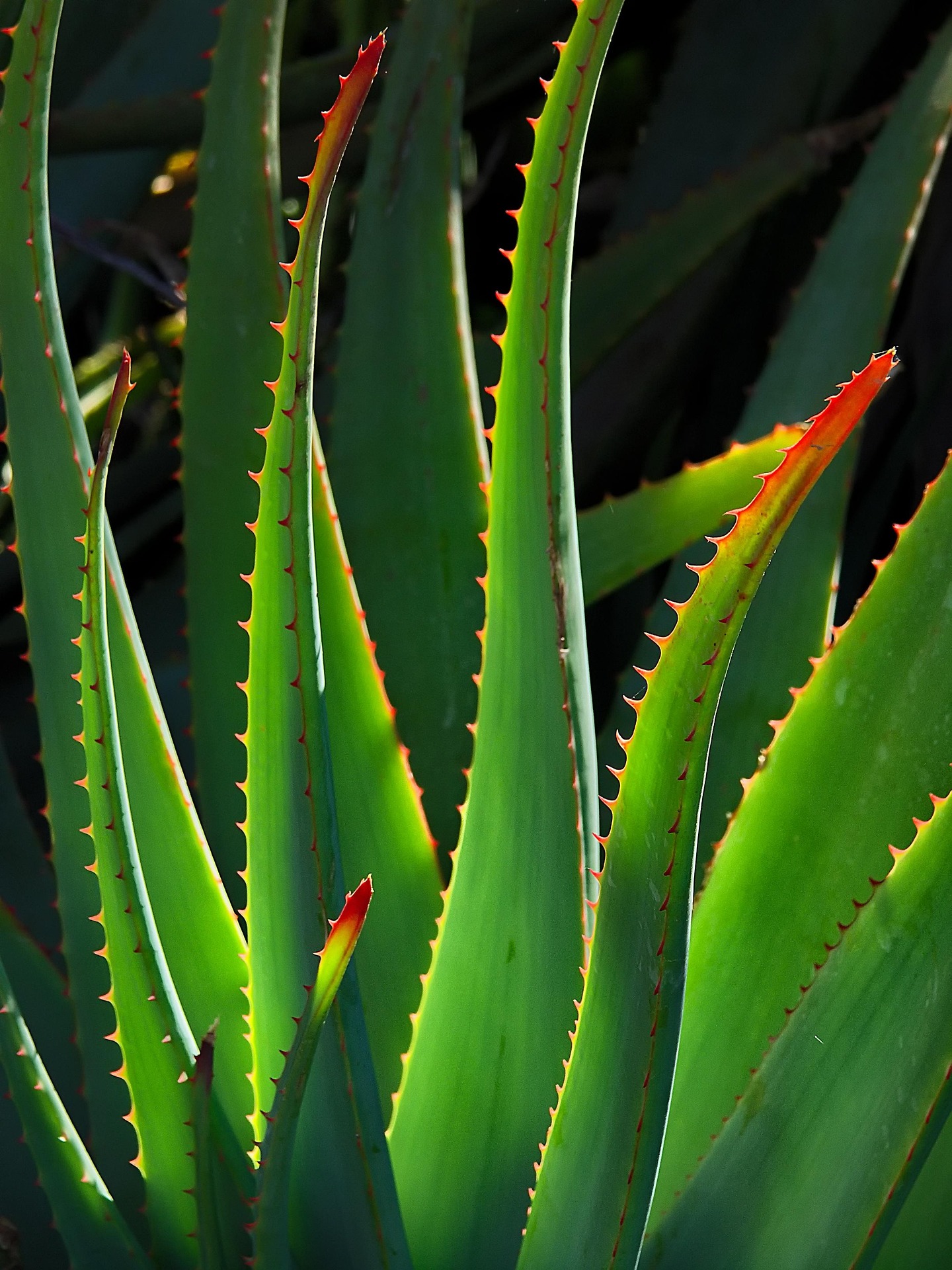 Download JPG Sample Images - Free JPEG Files | ConvertICO
